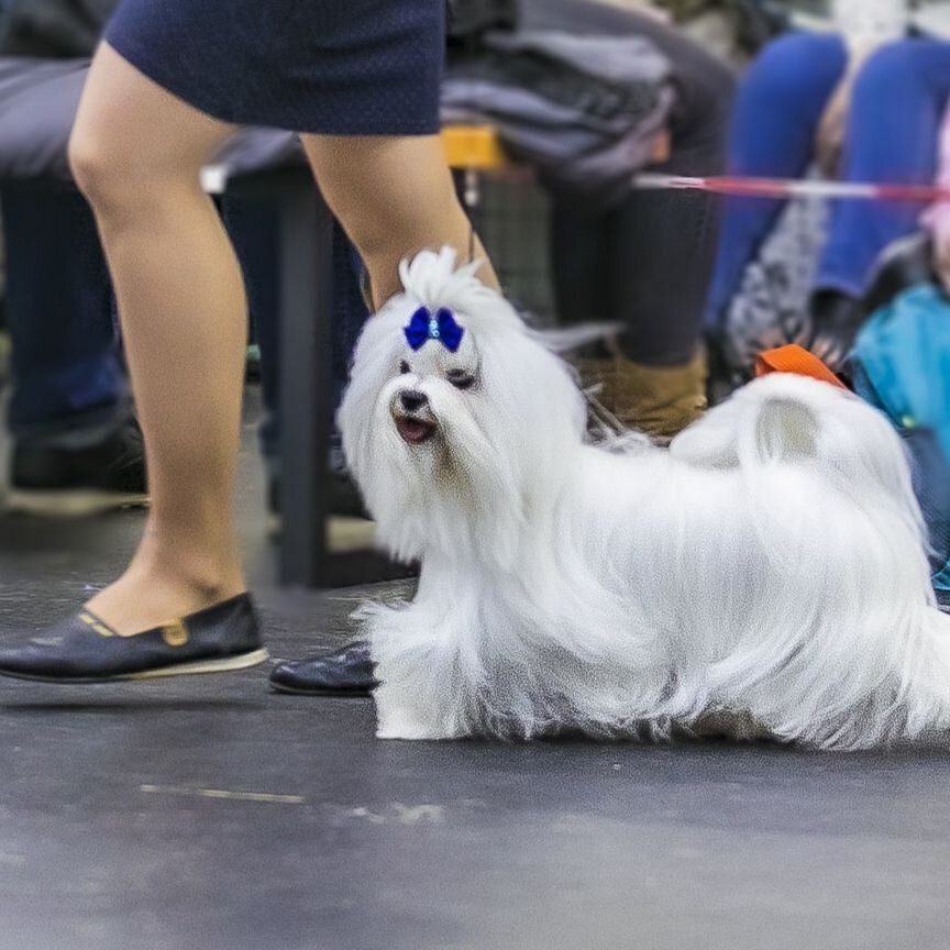 Мальтезе шоу-класса