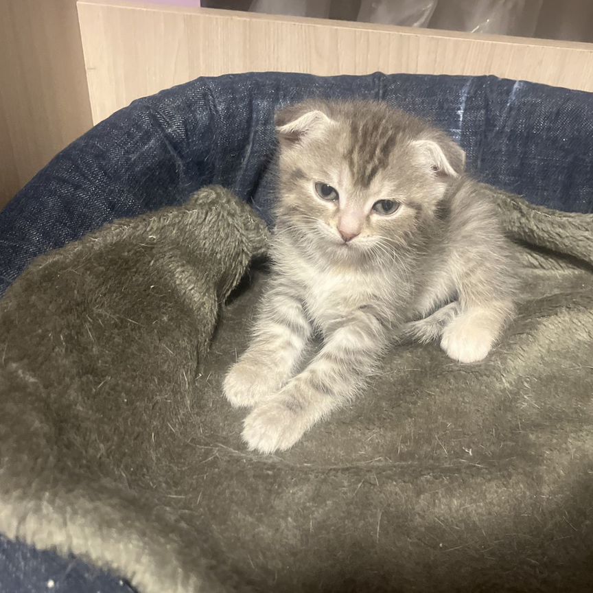 Шотландский вислоухий длинношёрстный котёнок