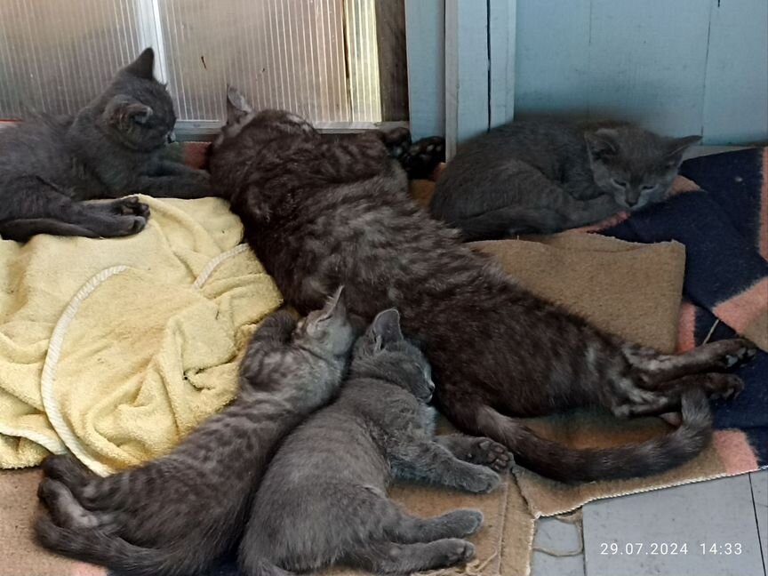 Котята шотландские 1.5 месяца