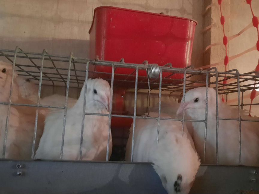 Перепела Техас,Селадон,ия яйцо