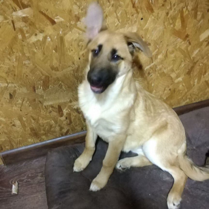 Лайка, щенок