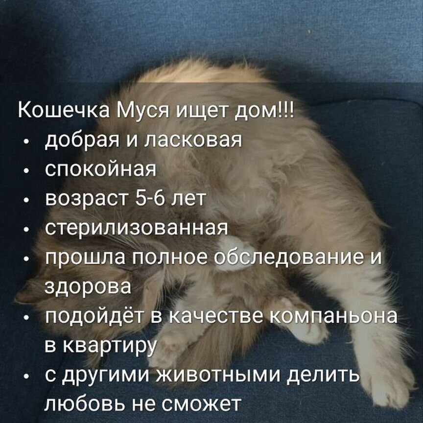 Передержка для кошек