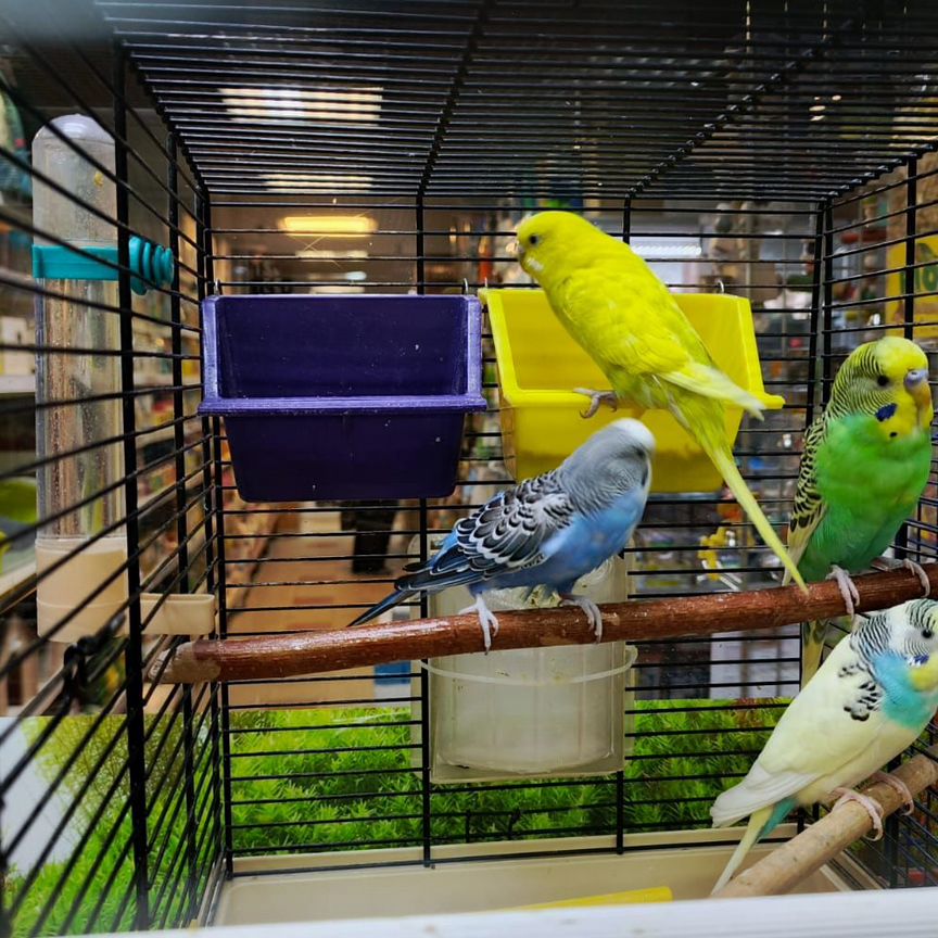 Волнистые попугаи