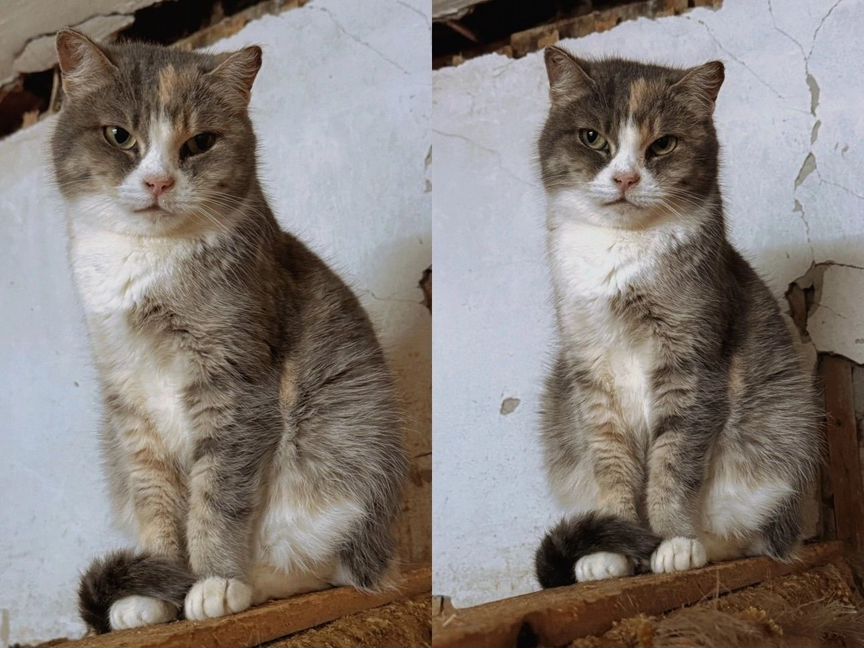 Котята в добрые руки кастрирован