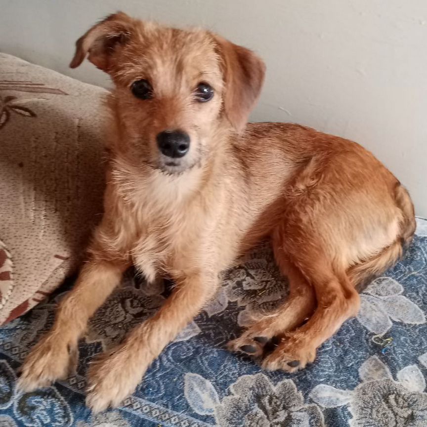 Ирландский терьер, щенок