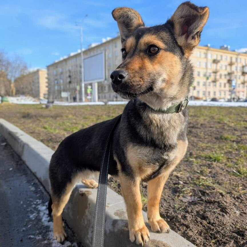 Щенок/собака в добрые руки бесплатно