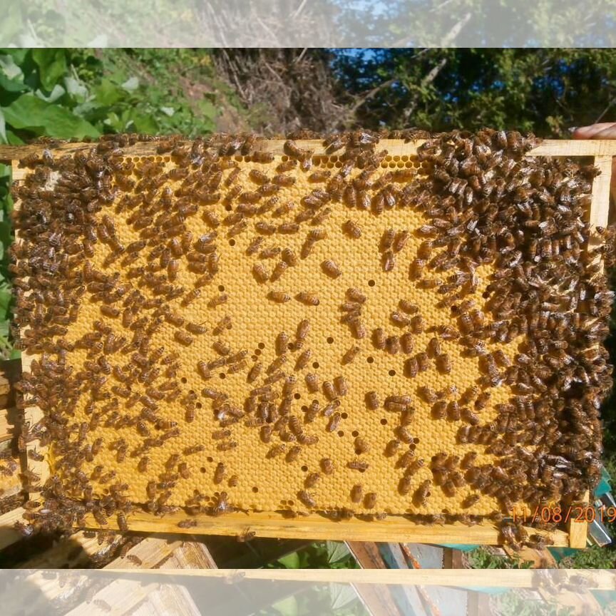 Вощина для пчел натуральная