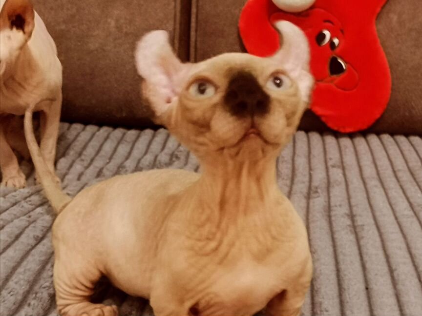 Двэльф мальчик