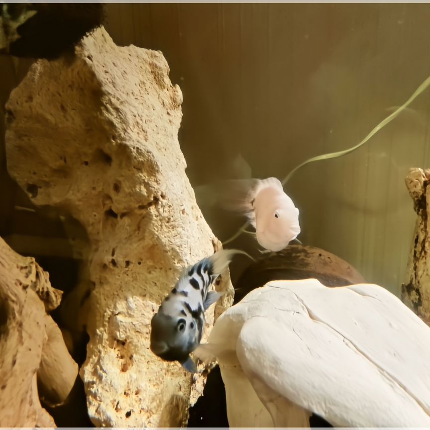 Сапфировый попугай