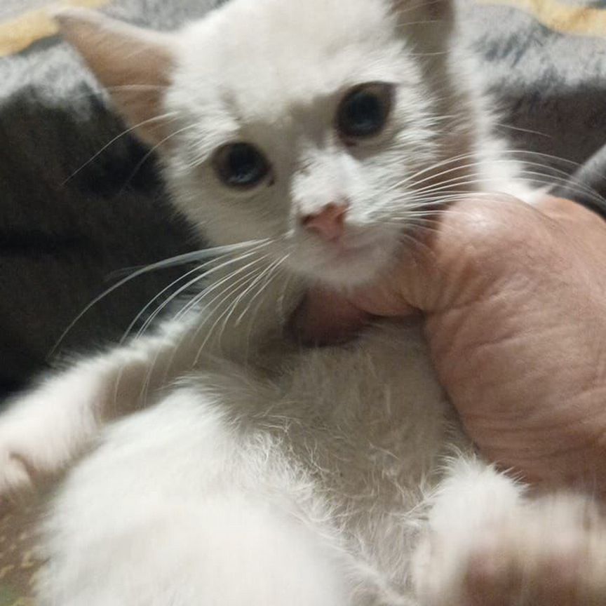 Котенок с сво в добрые руки