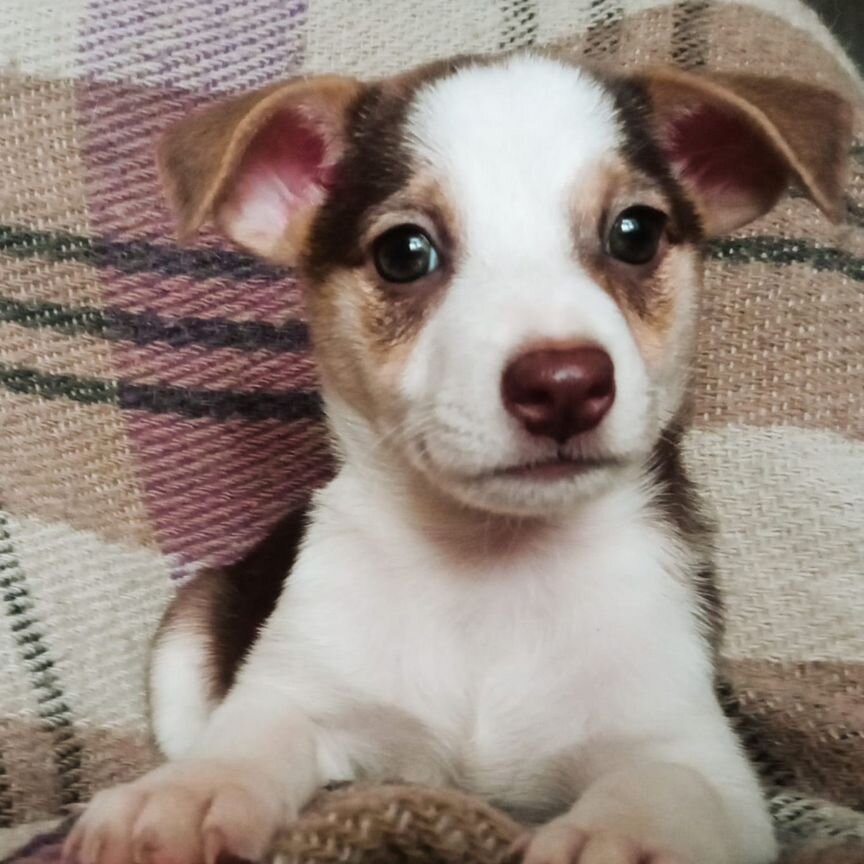 Отдам щеночка девочка 4 мес в добрые руки