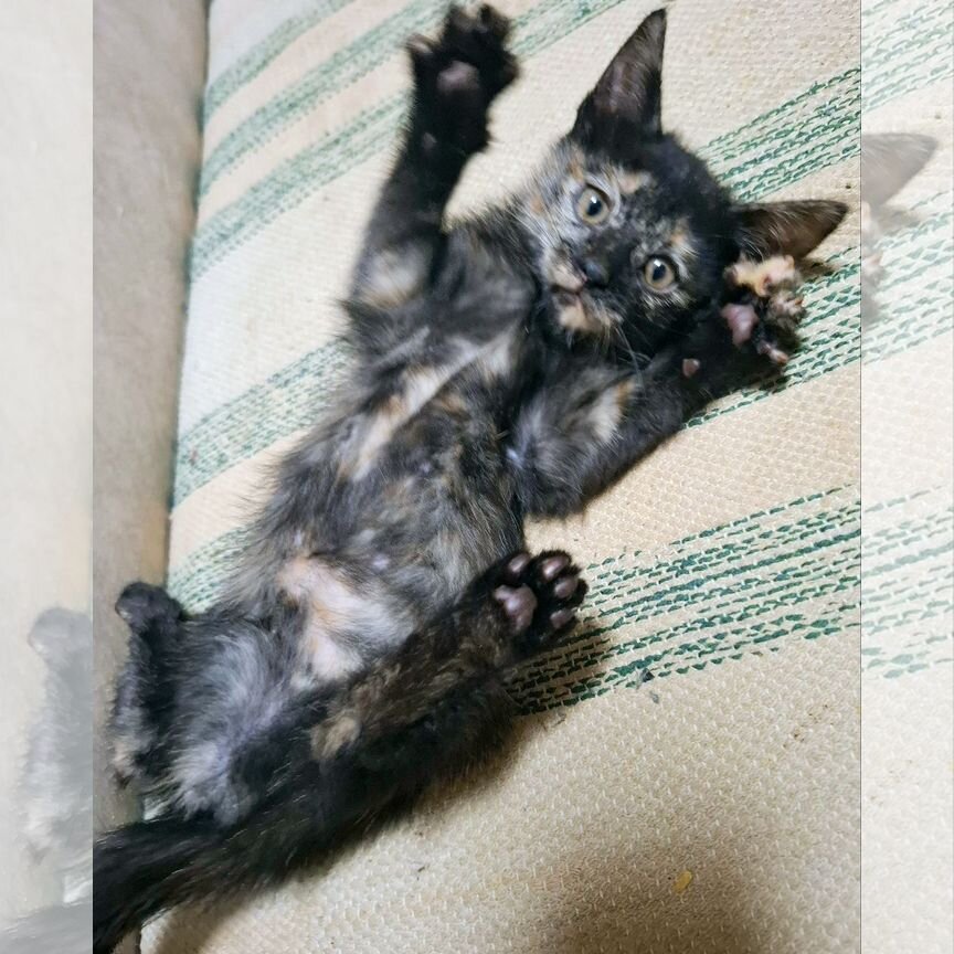 Котёнок черепаховый в добрые руки