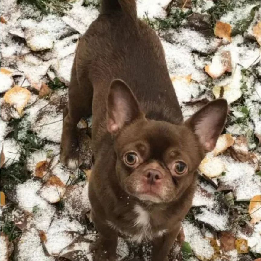 Чихуахуа, щенок