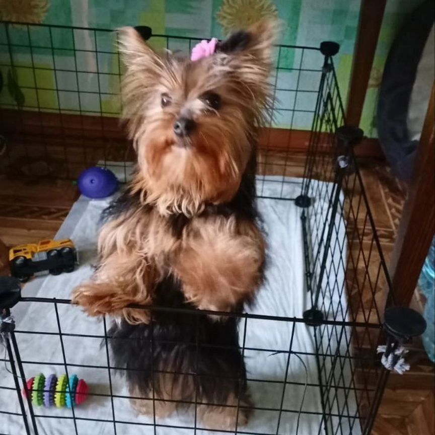 Йоркширский терьер