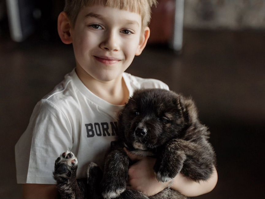 Щенки среднеазиатской овчарки/алабая