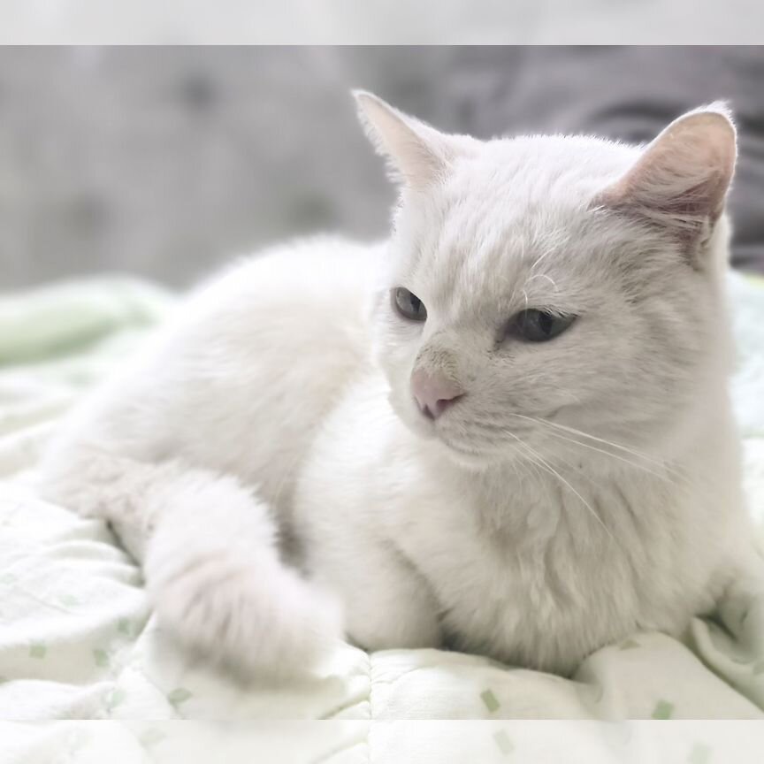 Молодой котик