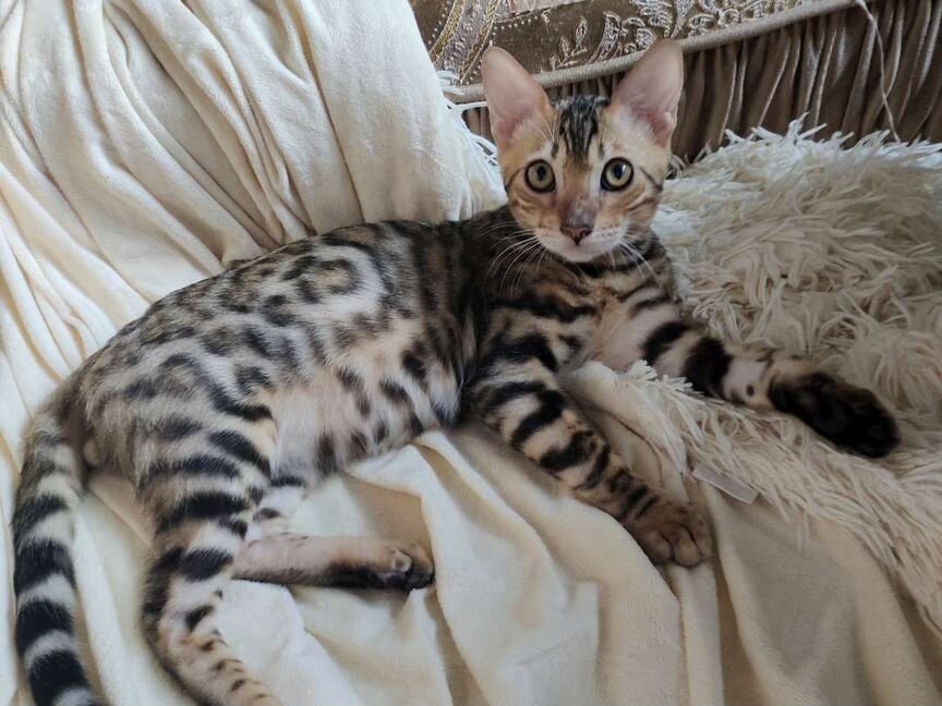 Бенгальские котята