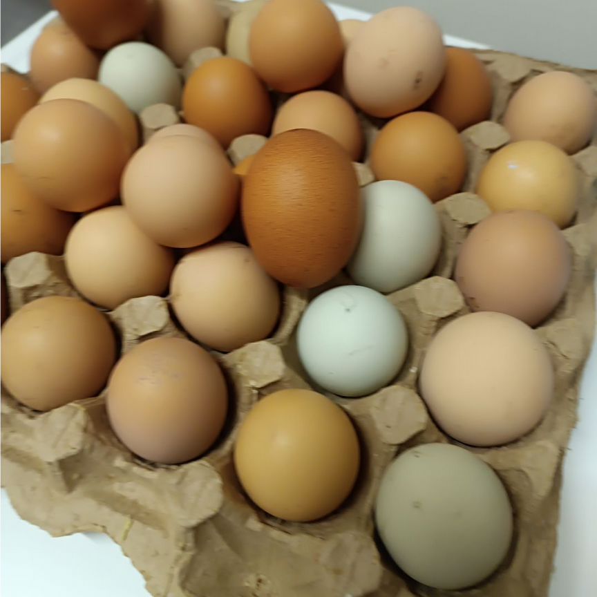 Инкубационное яйцо