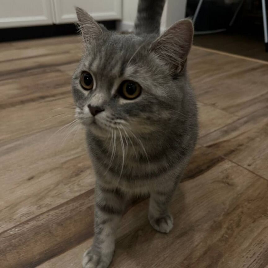 Британский прямоухий котик