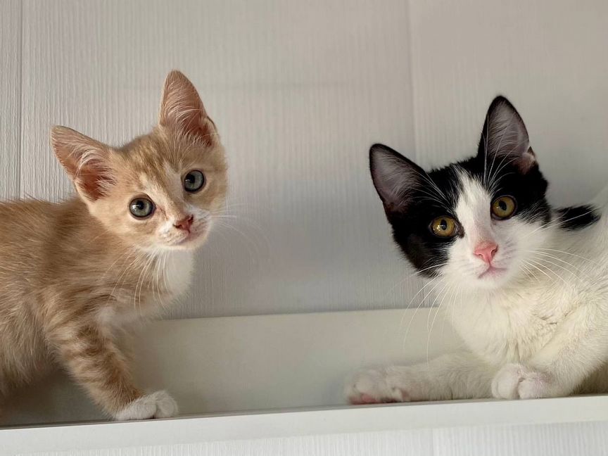 Котята в добрые руки