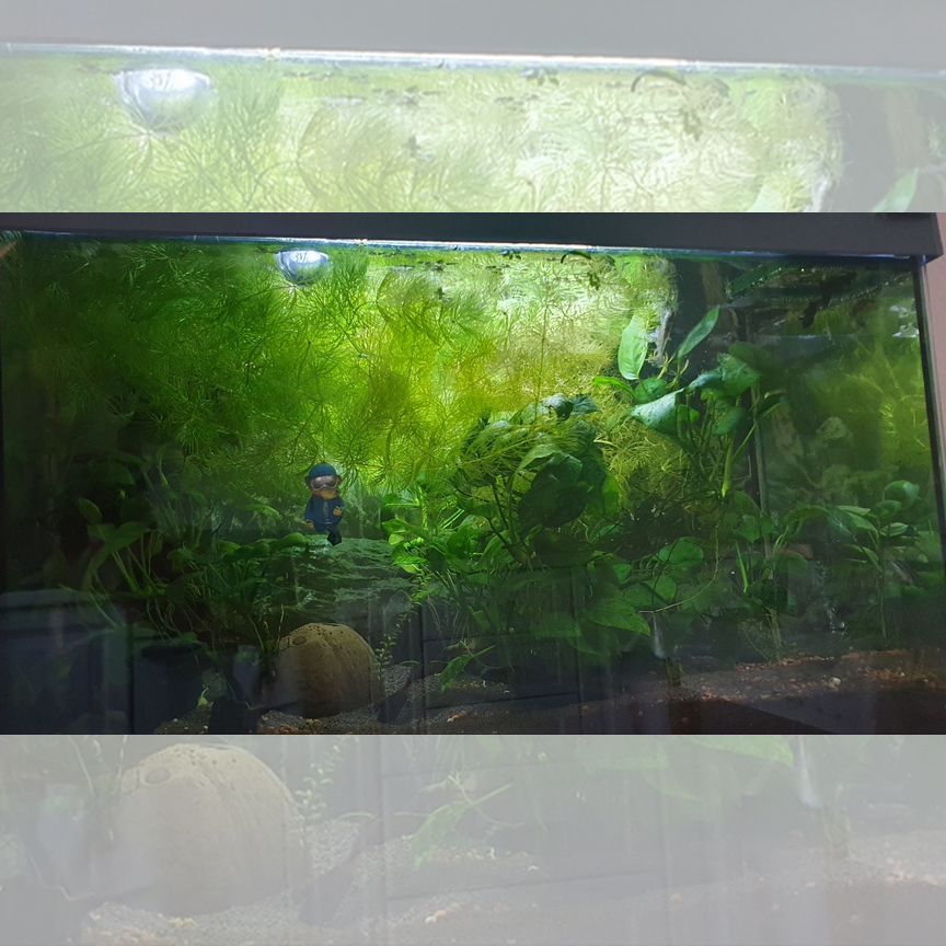 Роголистник много