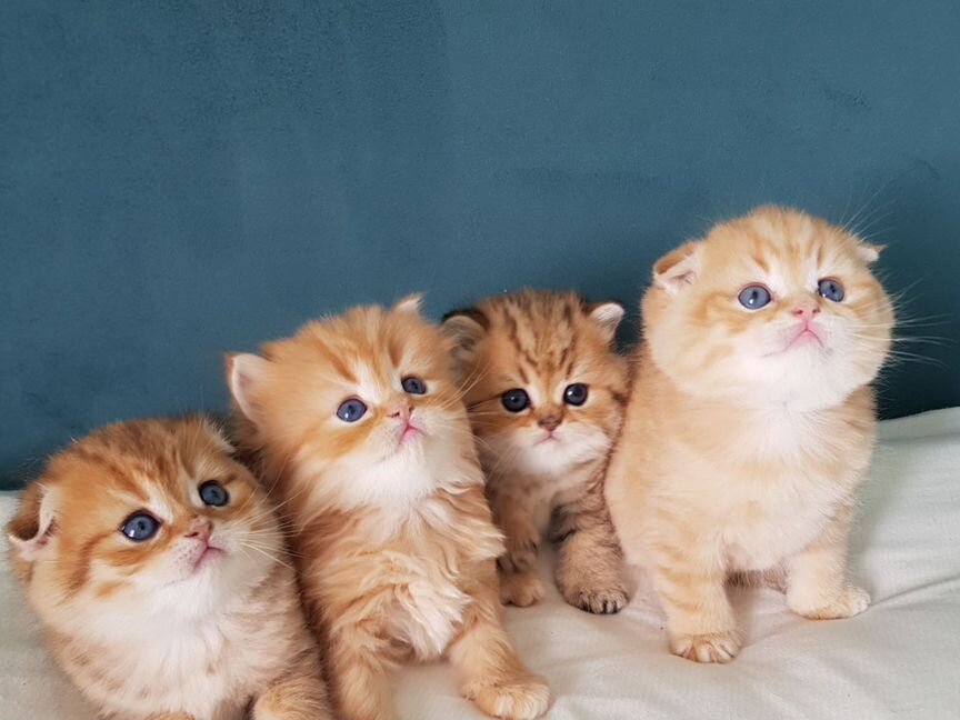 Шотландская