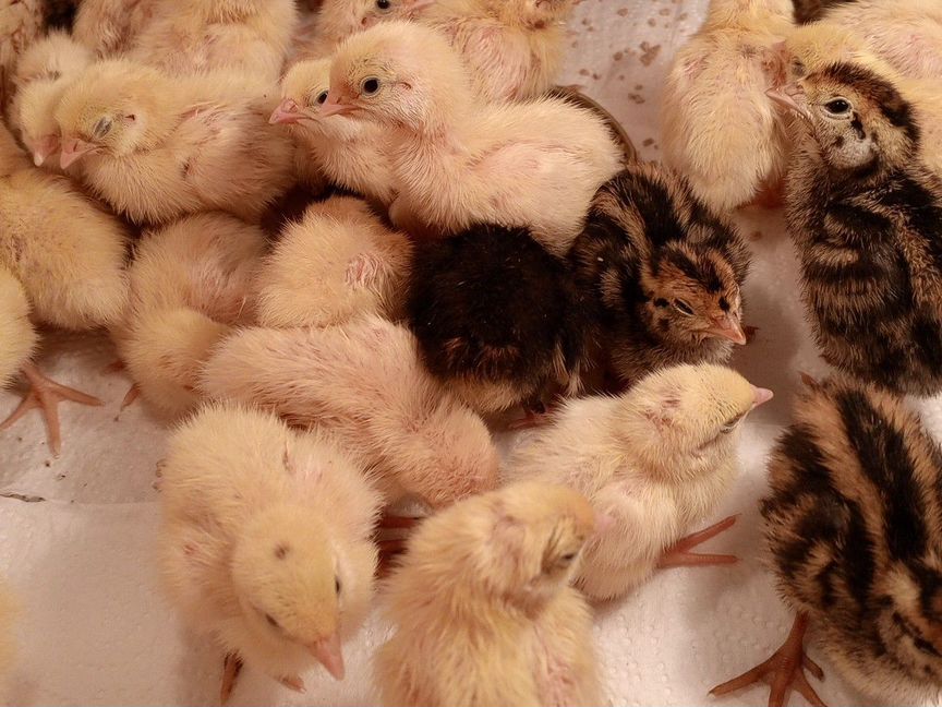 Перепелята, яйцо столовое и инкубац-ное