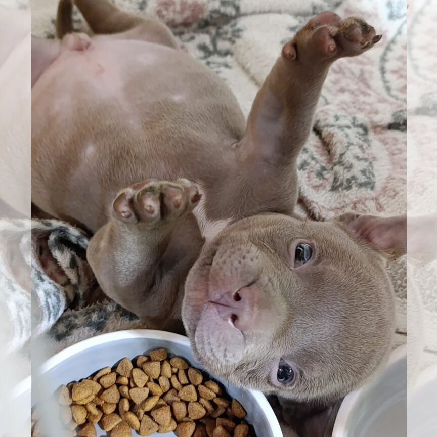 Американский булли, щенок