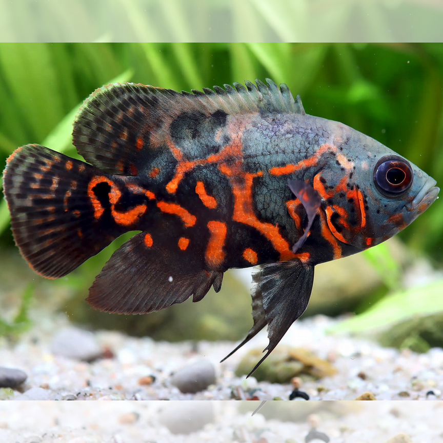 Астронотус