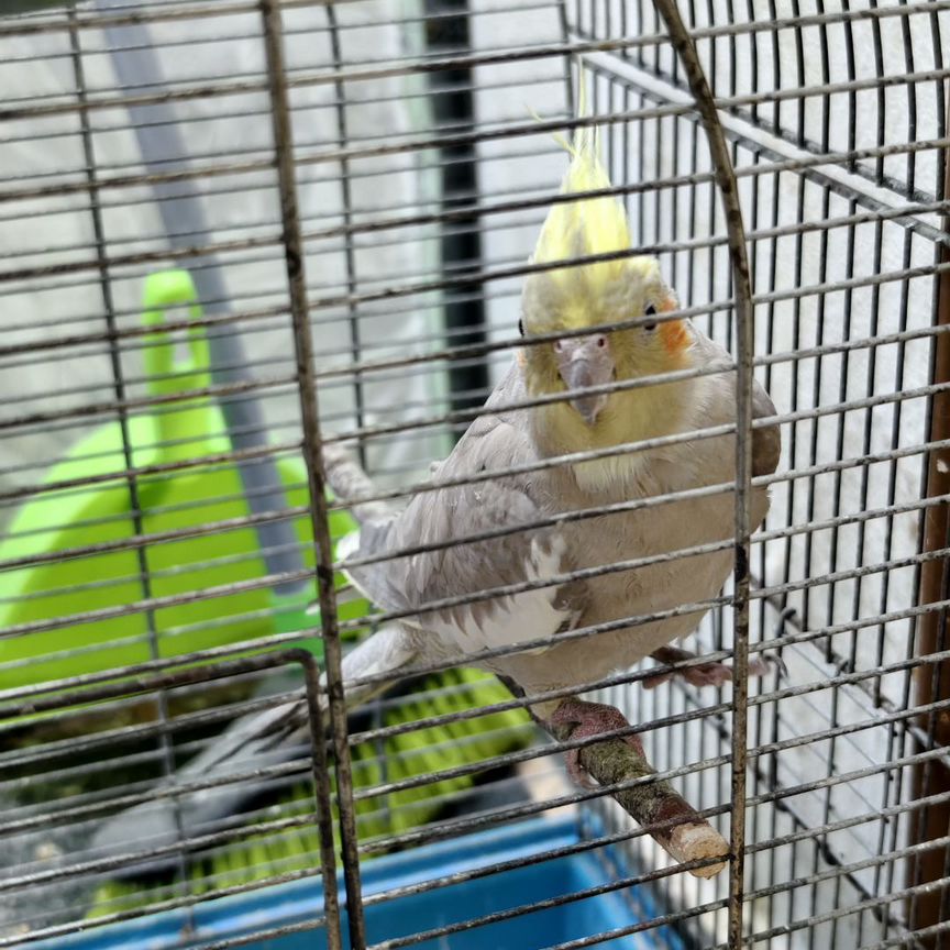 Попугай карела