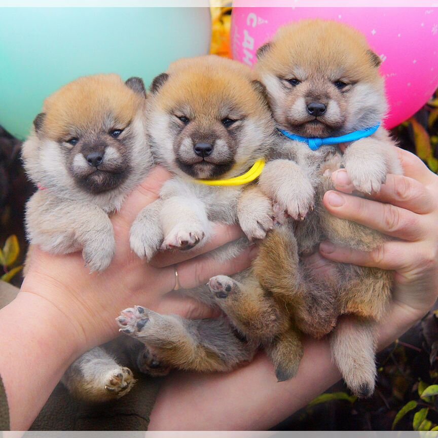 Сиба-ину, щенок