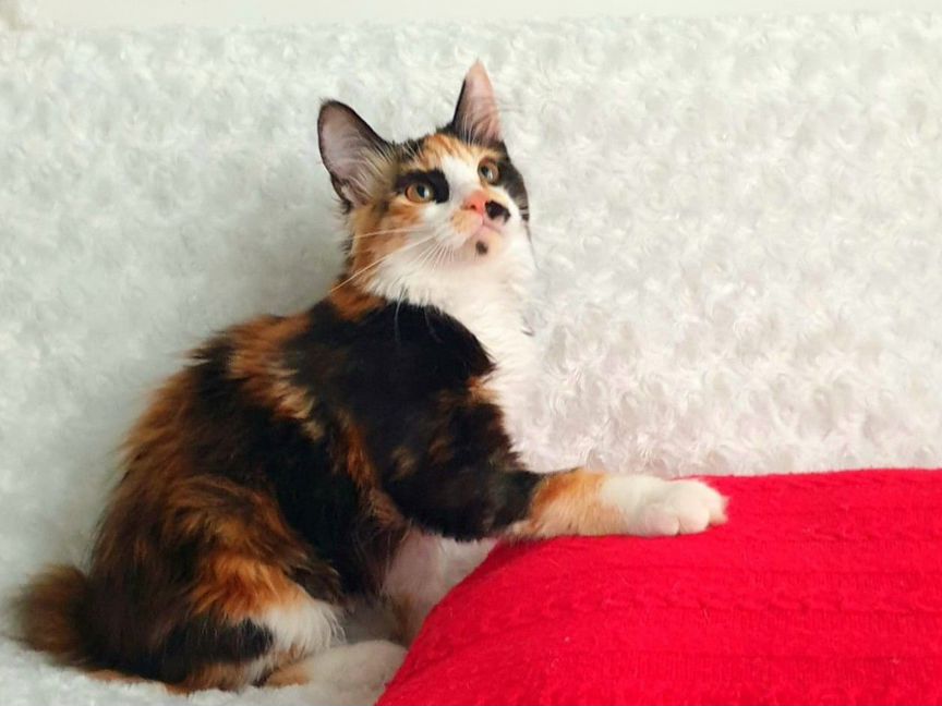 Курильский бобтейл, 5 месяцев