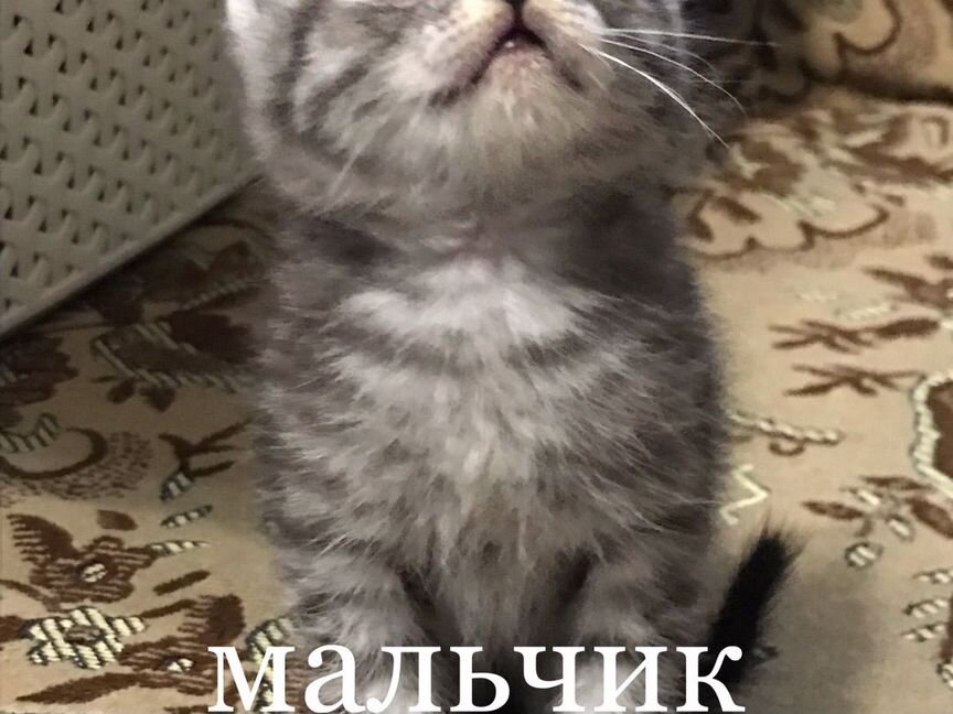 Отдам котят в хорошие руки