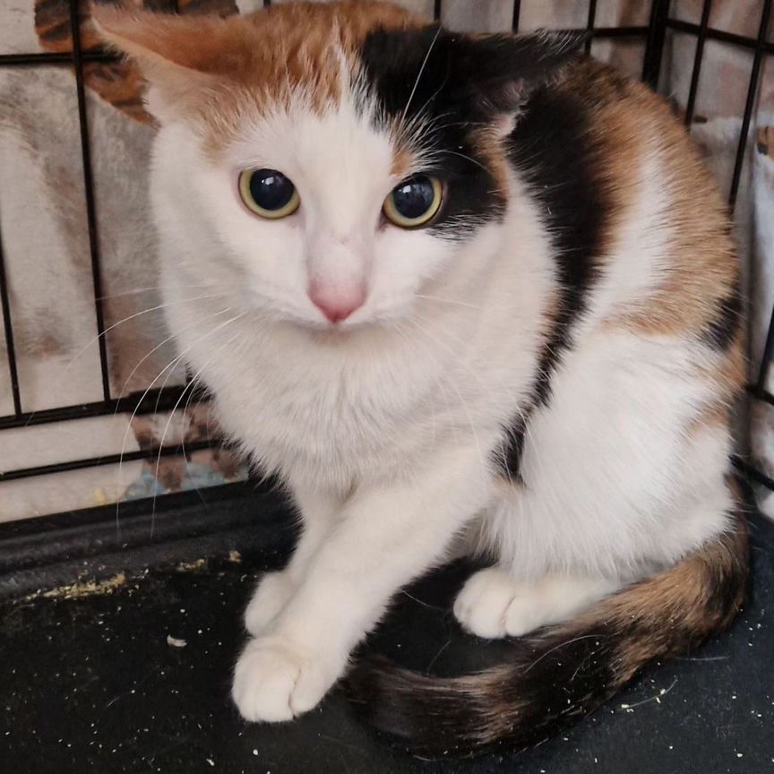 Взрослая, кошка в добрые руки