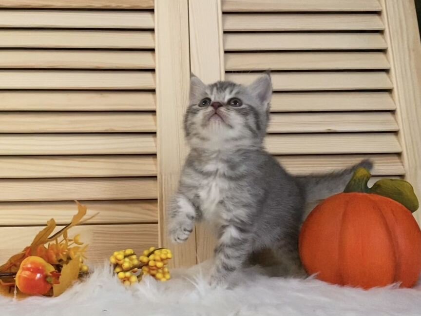 Британский котёнок окрас вискас