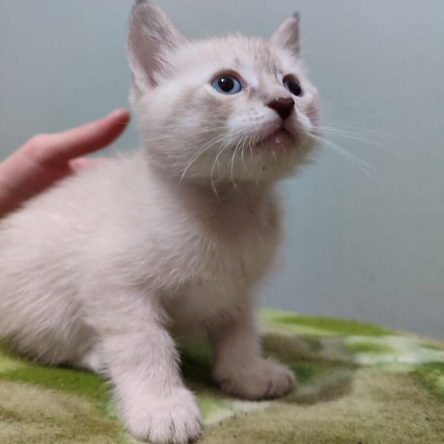 Новогодние подарочки