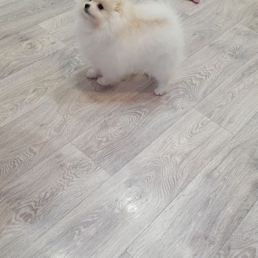 Щенки шпица