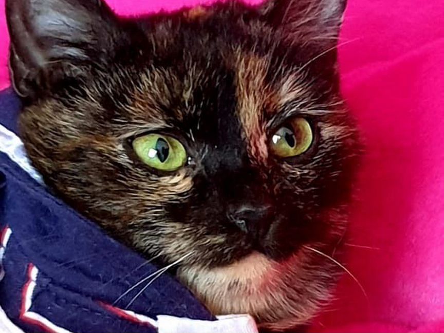 Котенок 3,5 месяца в добрые руки