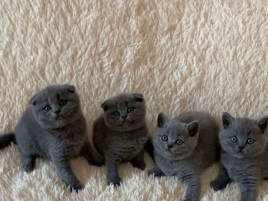 Шотландские вислоухие котята