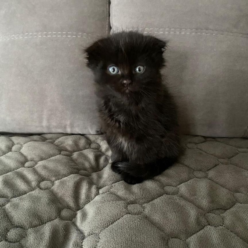 Вислоухие котята