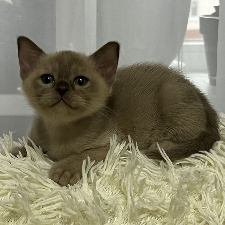 Европейский бурманский котёнок