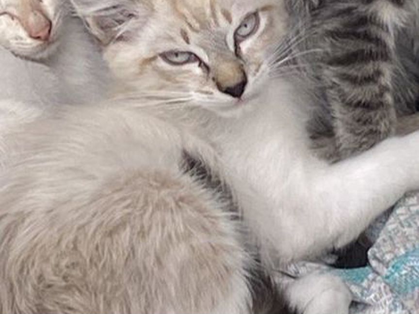 Отдам котика