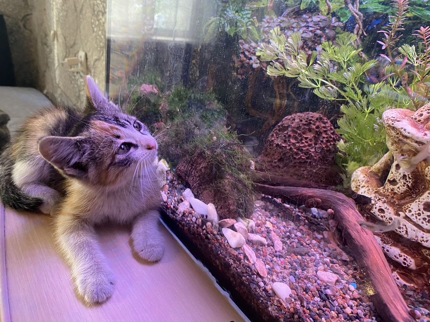 Котёнок девочка трёхцветная