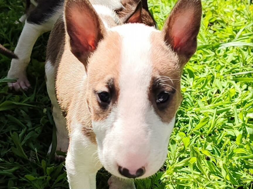 Стандартный бультерьер