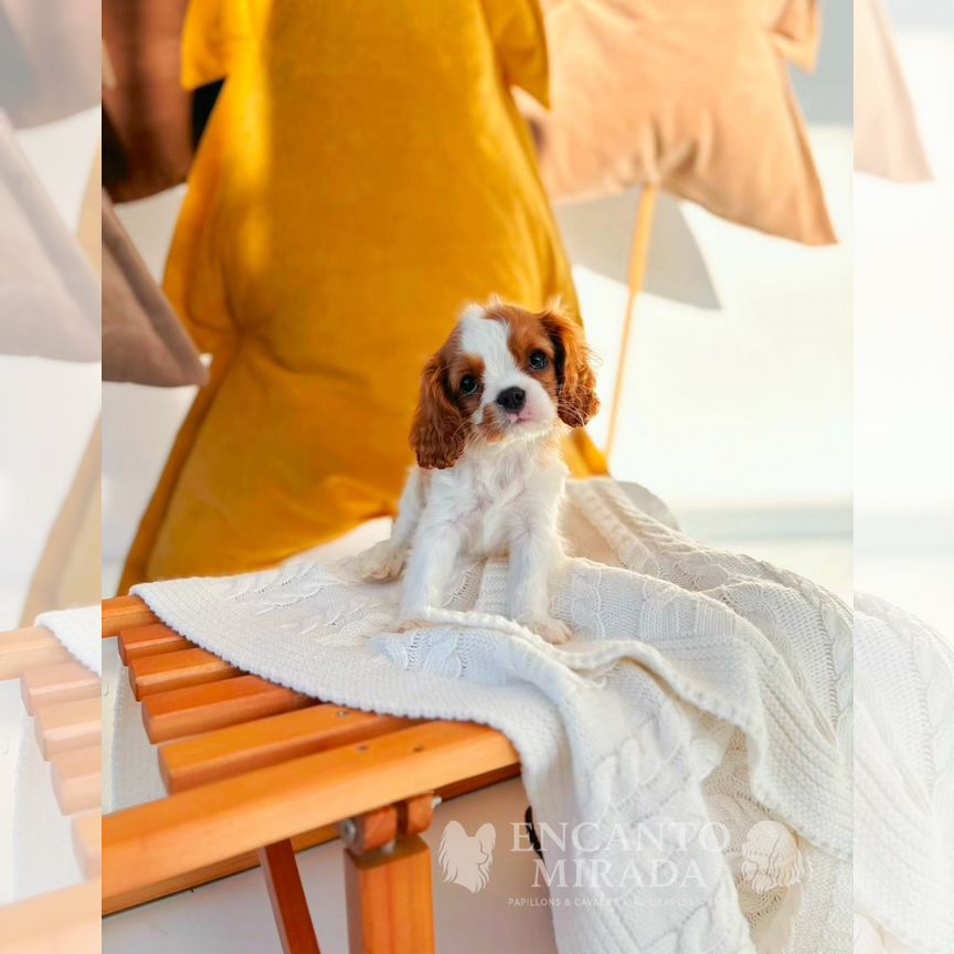 Кавалер кинг-чарльз-спаниель, щенок