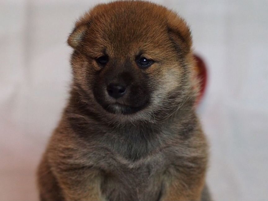 Щенки сиба ину шиба