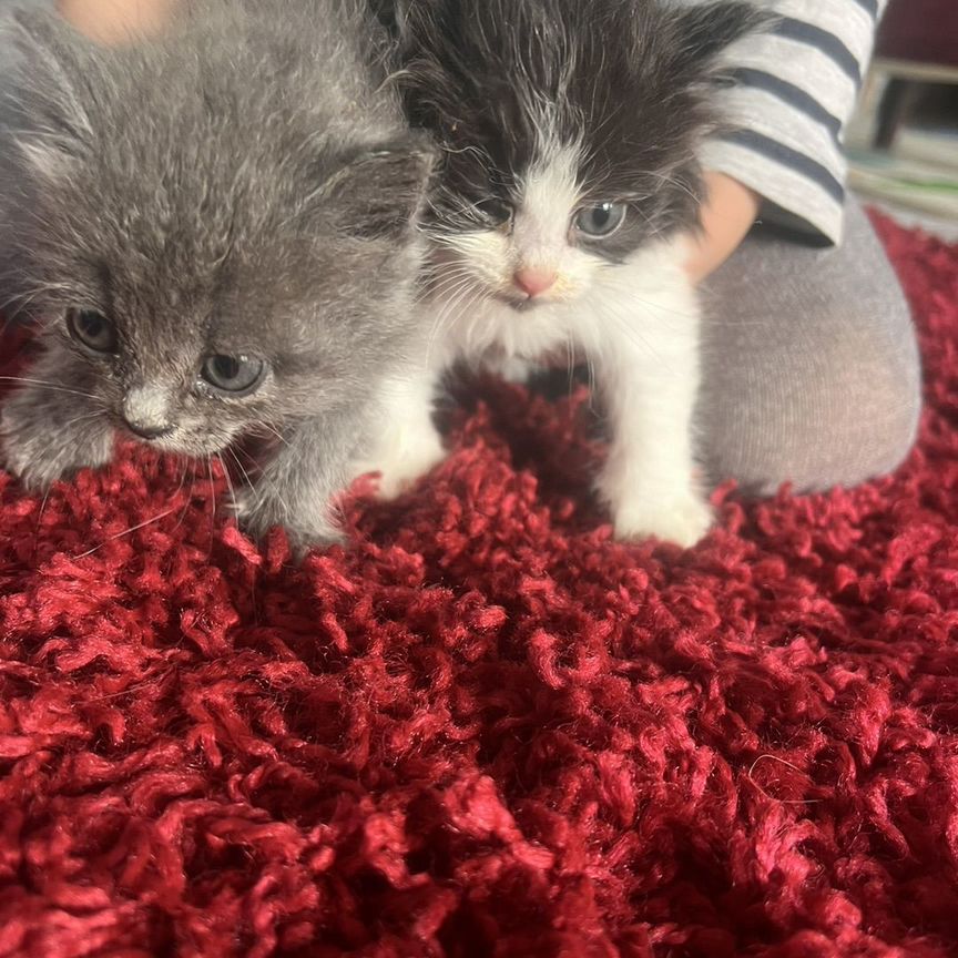 Котята в добрые руки
