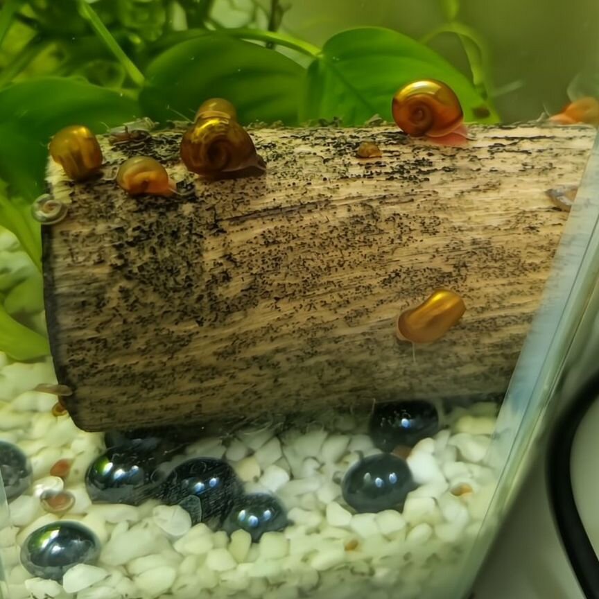 Улитки аквариумные