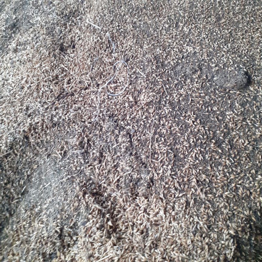 Зерно отходы