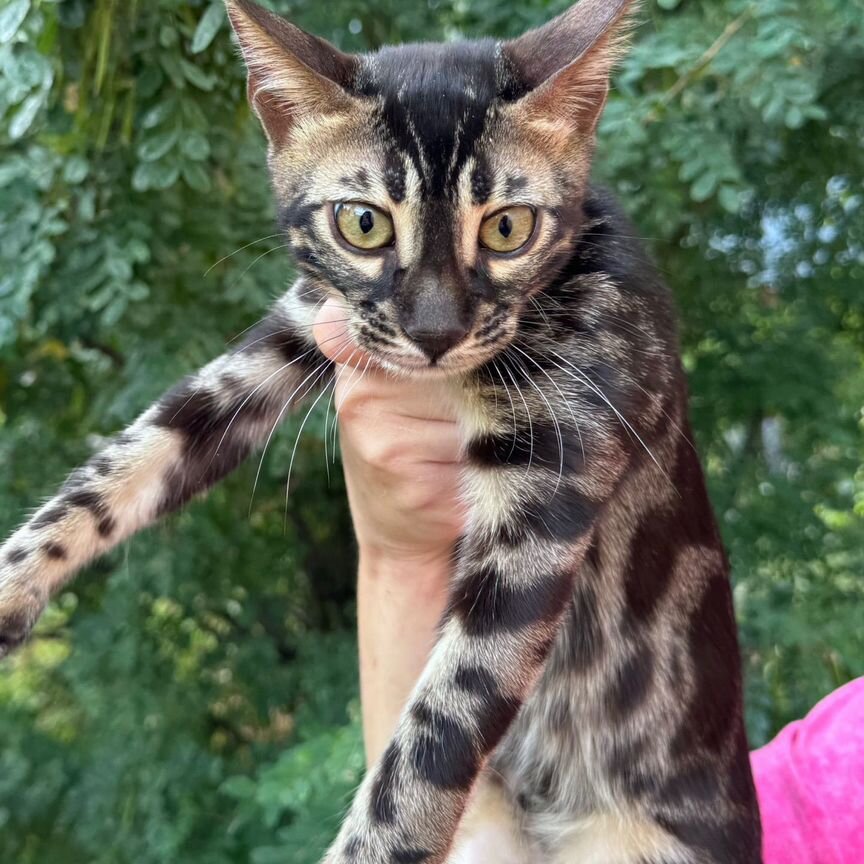 Котик уголь